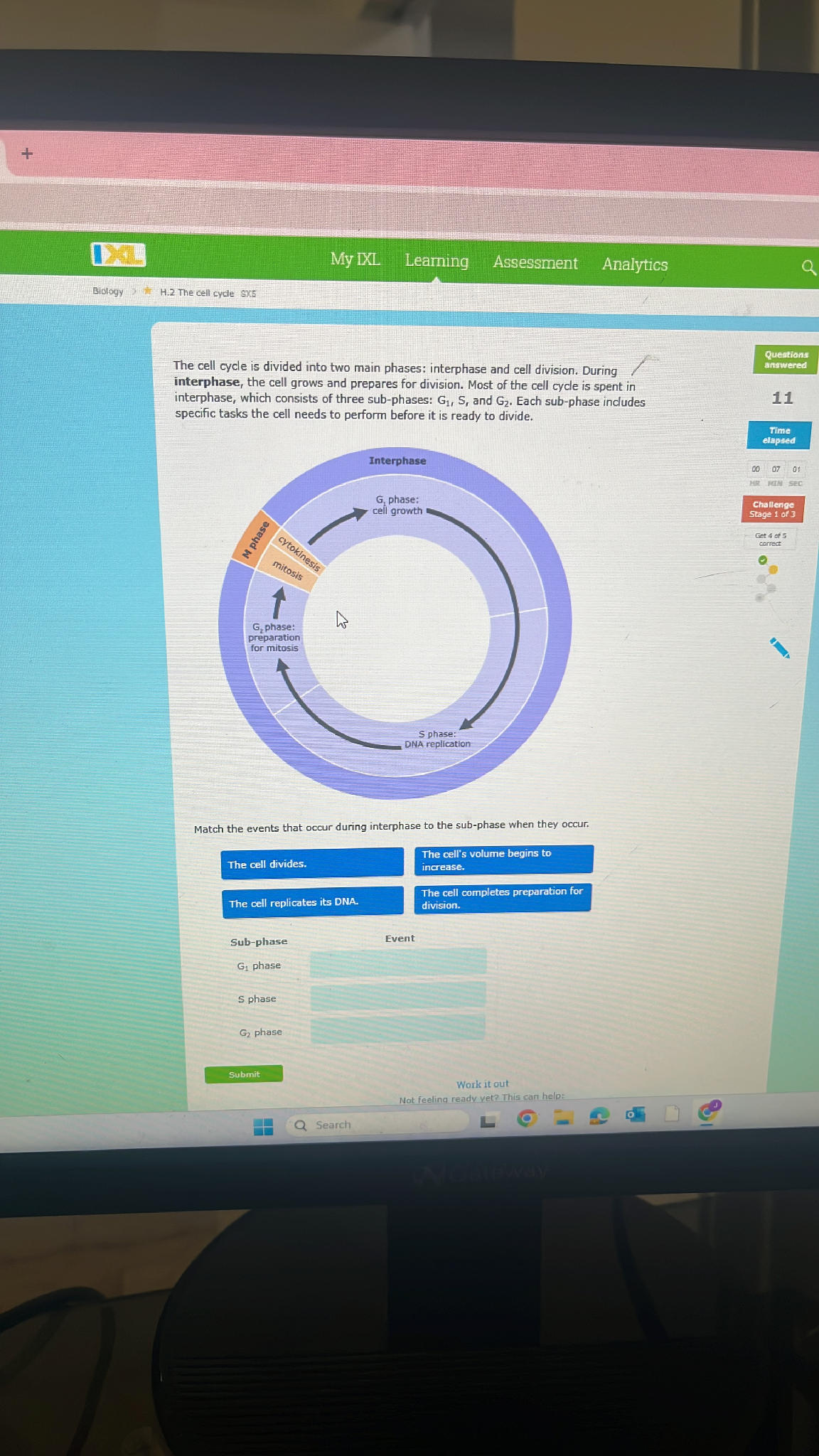 The cell cycle is divided into two main | StudyX