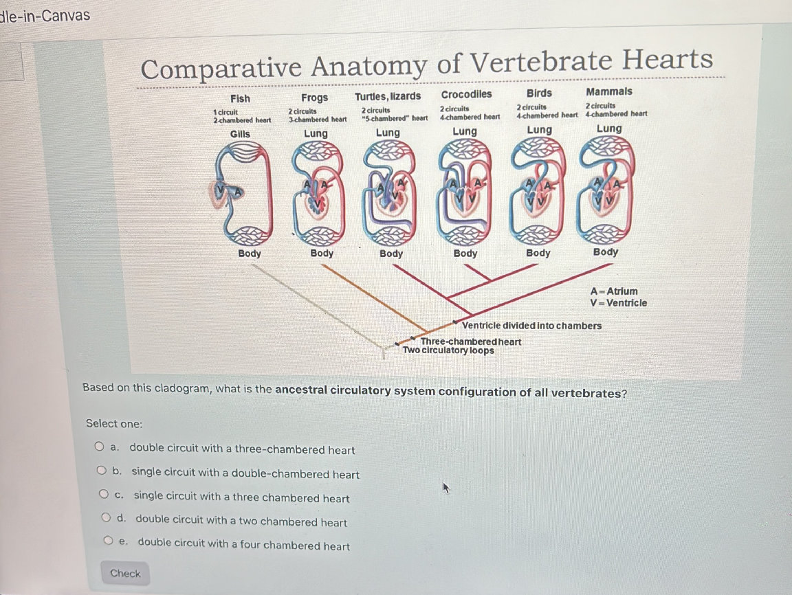 Comparative Anatomy of Vertebrate Hearts | StudyX