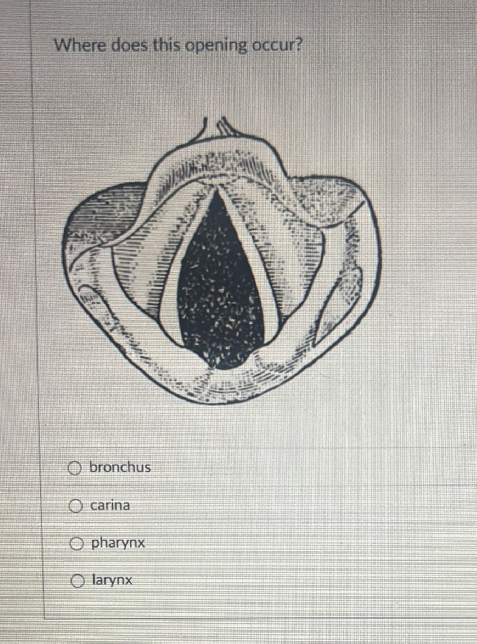 Where does this opening occur? [Diagram | StudyX
