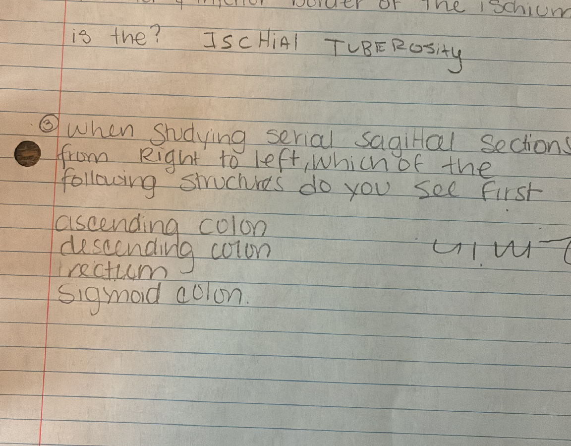 When studying serial sagittal sections from | StudyX
