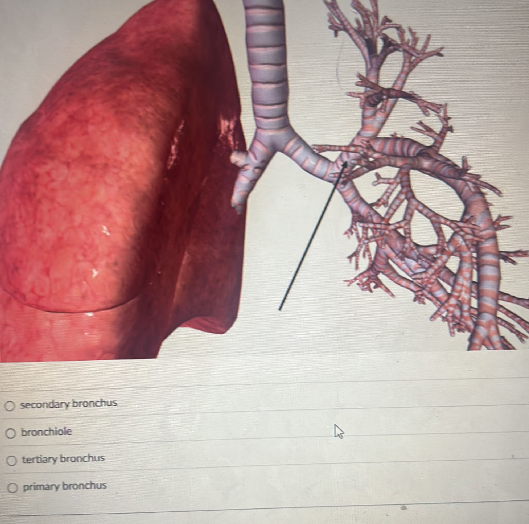 Identify the structure indicated by the | StudyX