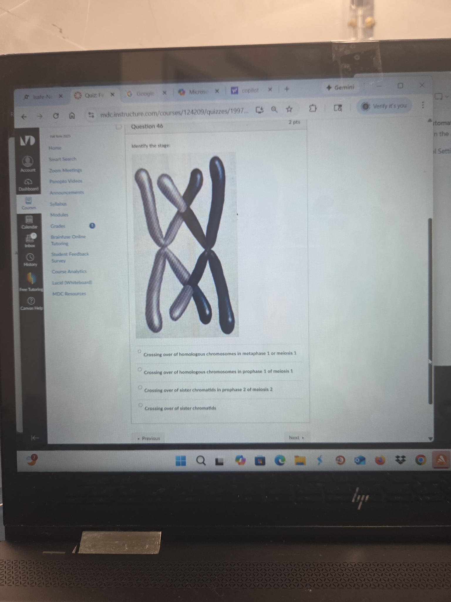 Identify the stage: Crossing over of | StudyX