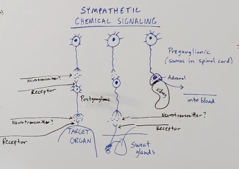 SYMPATHETIC CHEMICAL SIGNALING The diagram | StudyX