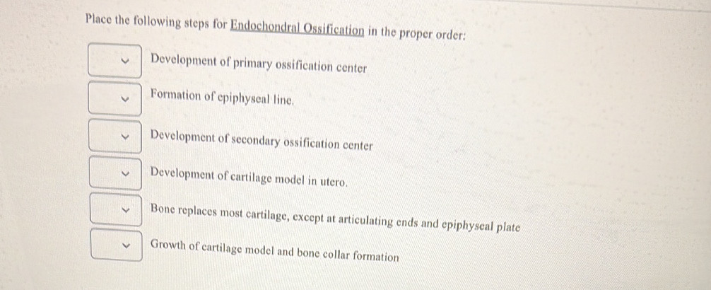 Place the following steps for Endochondral | StudyX