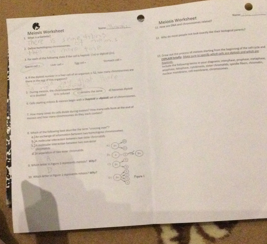 12. Why do most people not look exactly like | StudyX