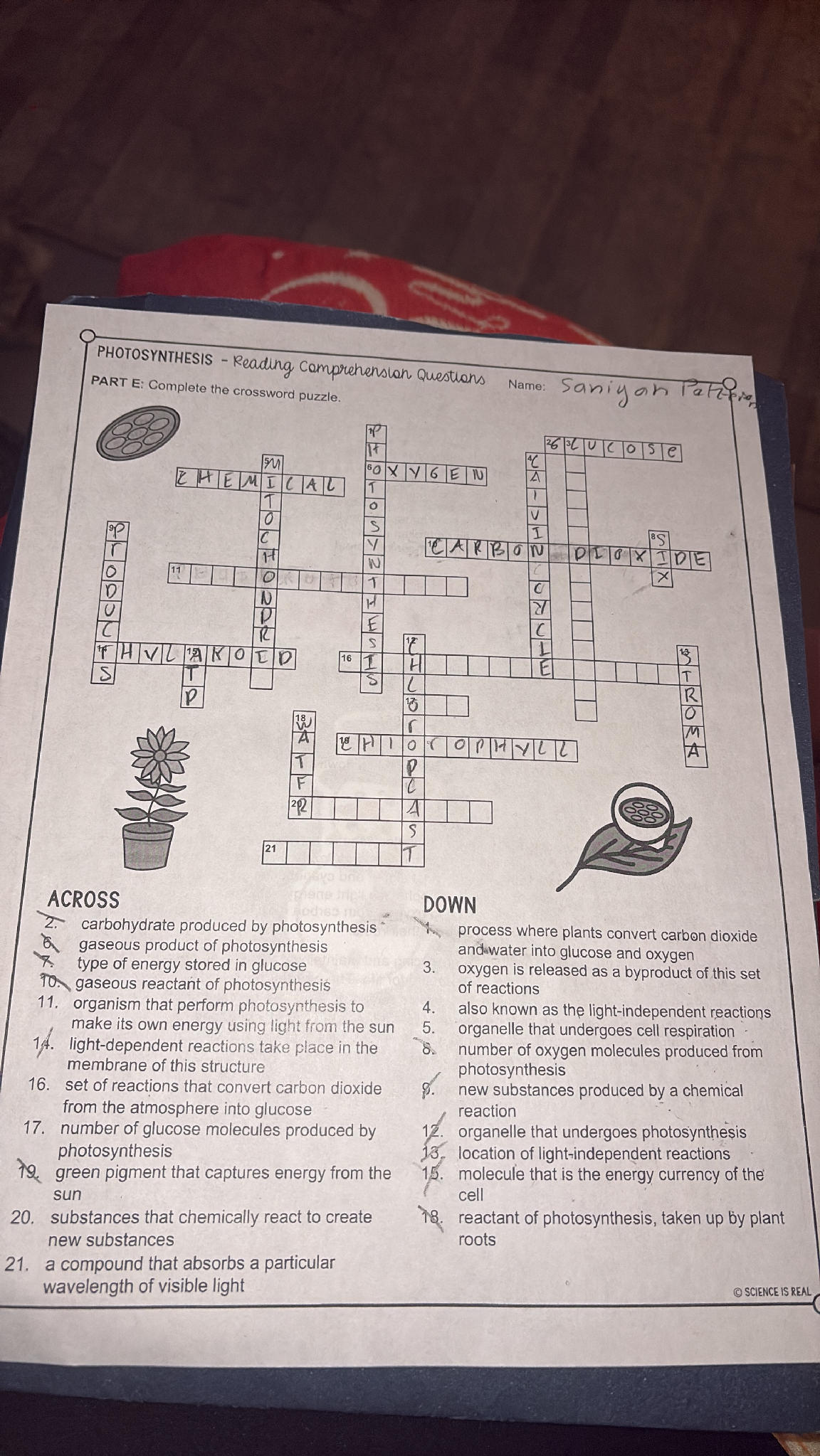 PHOTOSYNTHESIS - Reading Comprehension | StudyX