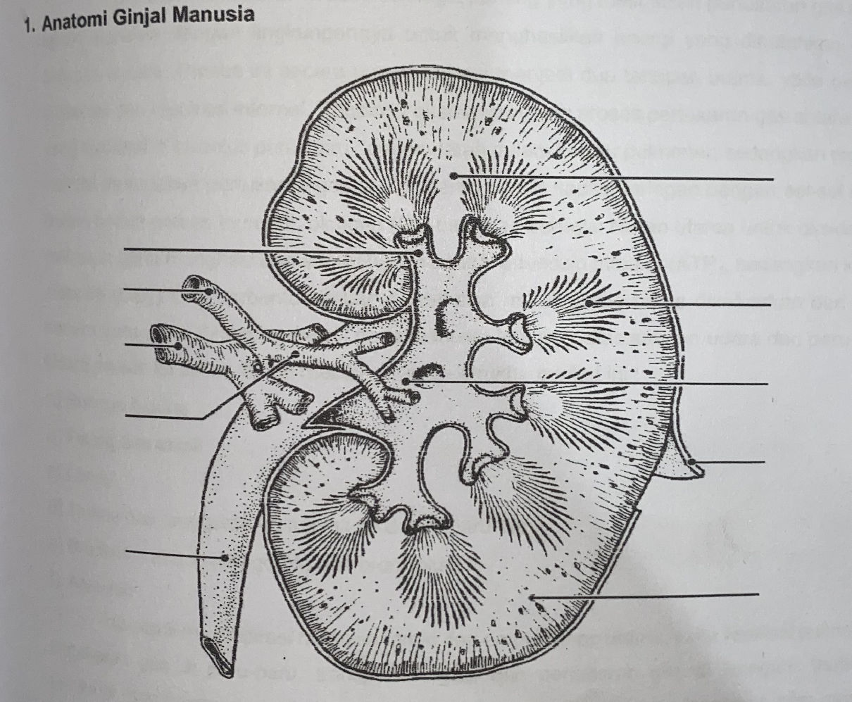 Anatomi Ginjal Manusia [Diagram of kidney | StudyX