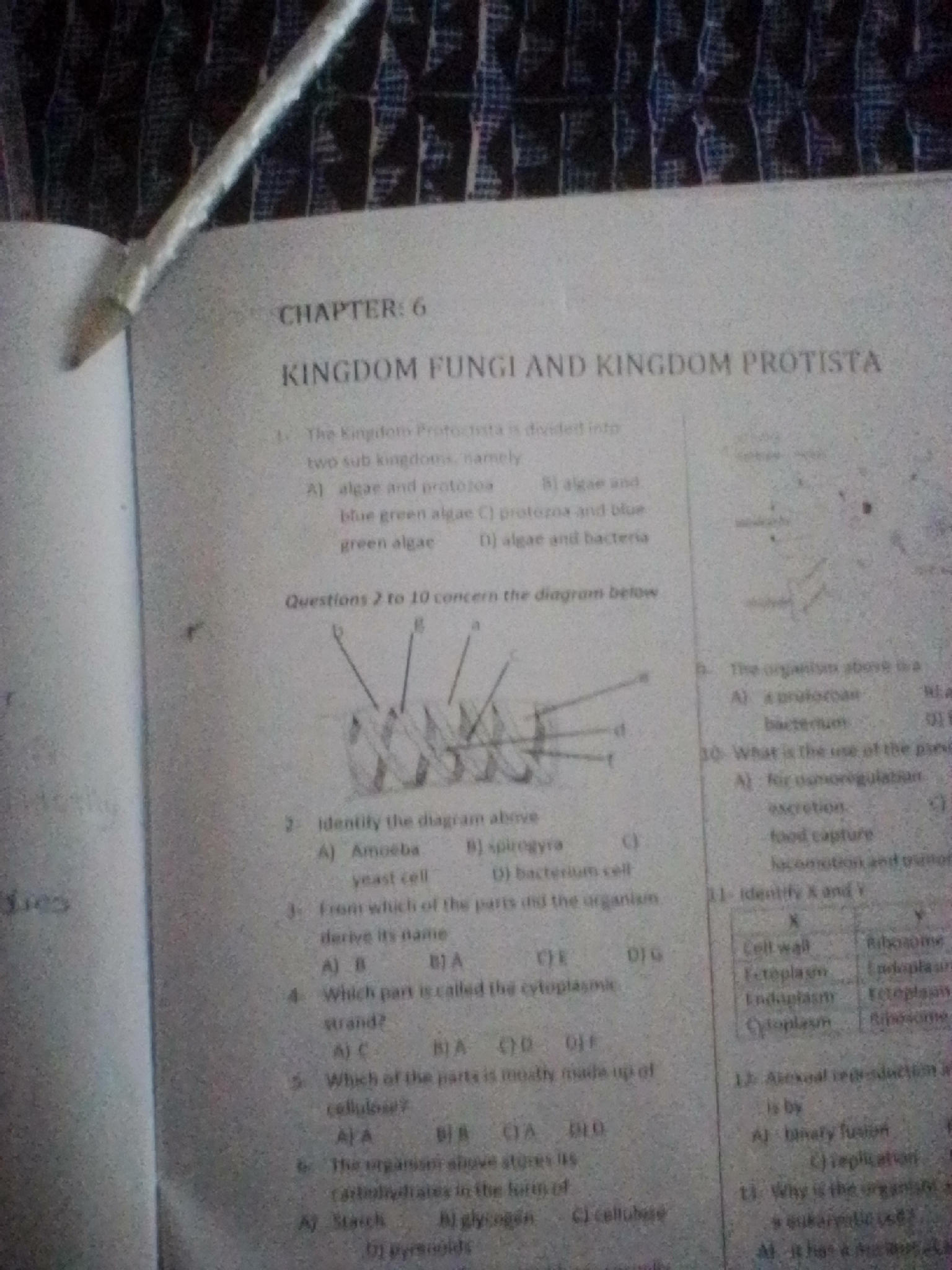 The Kingdom Protocinta is divided into two | StudyX