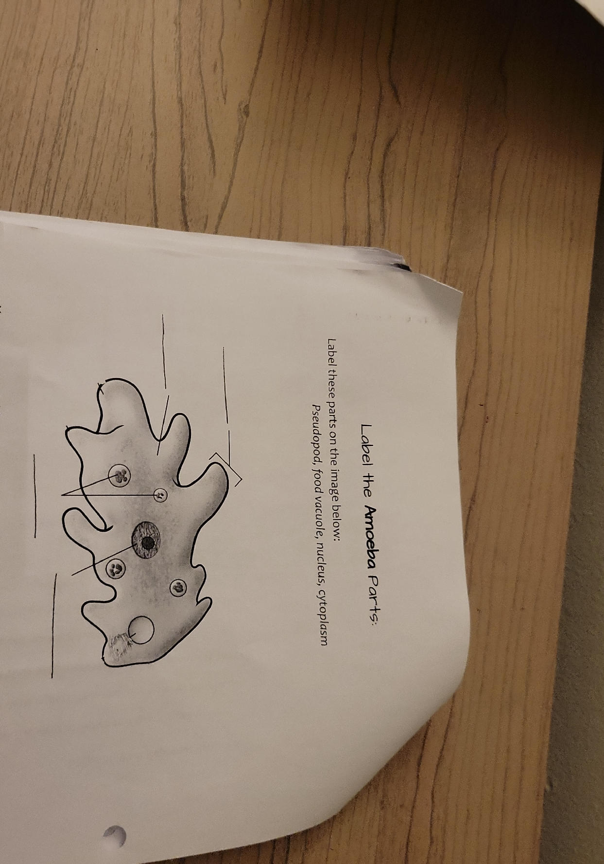 Label the Amoeba Parts: Label these parts | StudyX