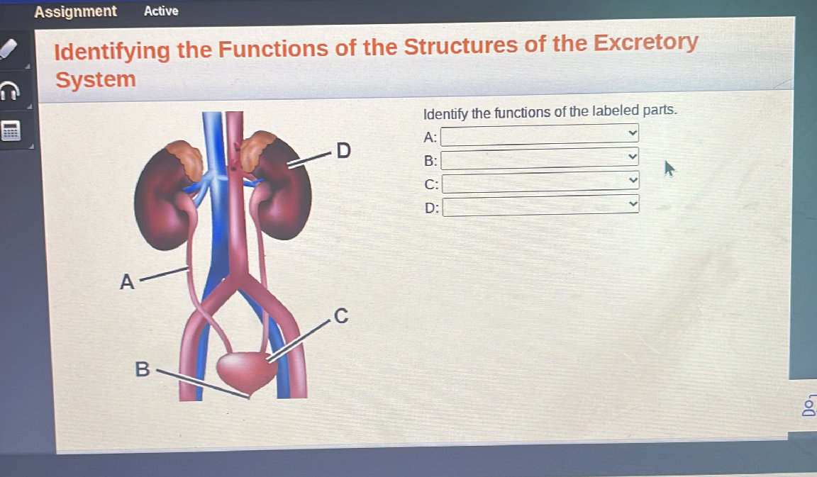 Identifying the Functions of the Structures | StudyX