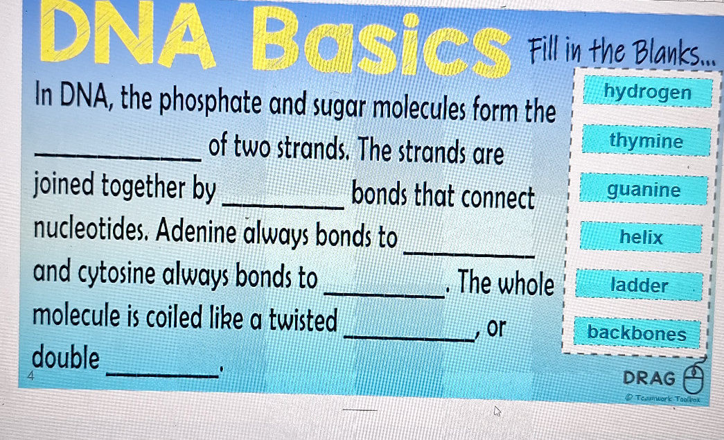 DNA Basics Fill in the Blanks... In DNA, | StudyX
