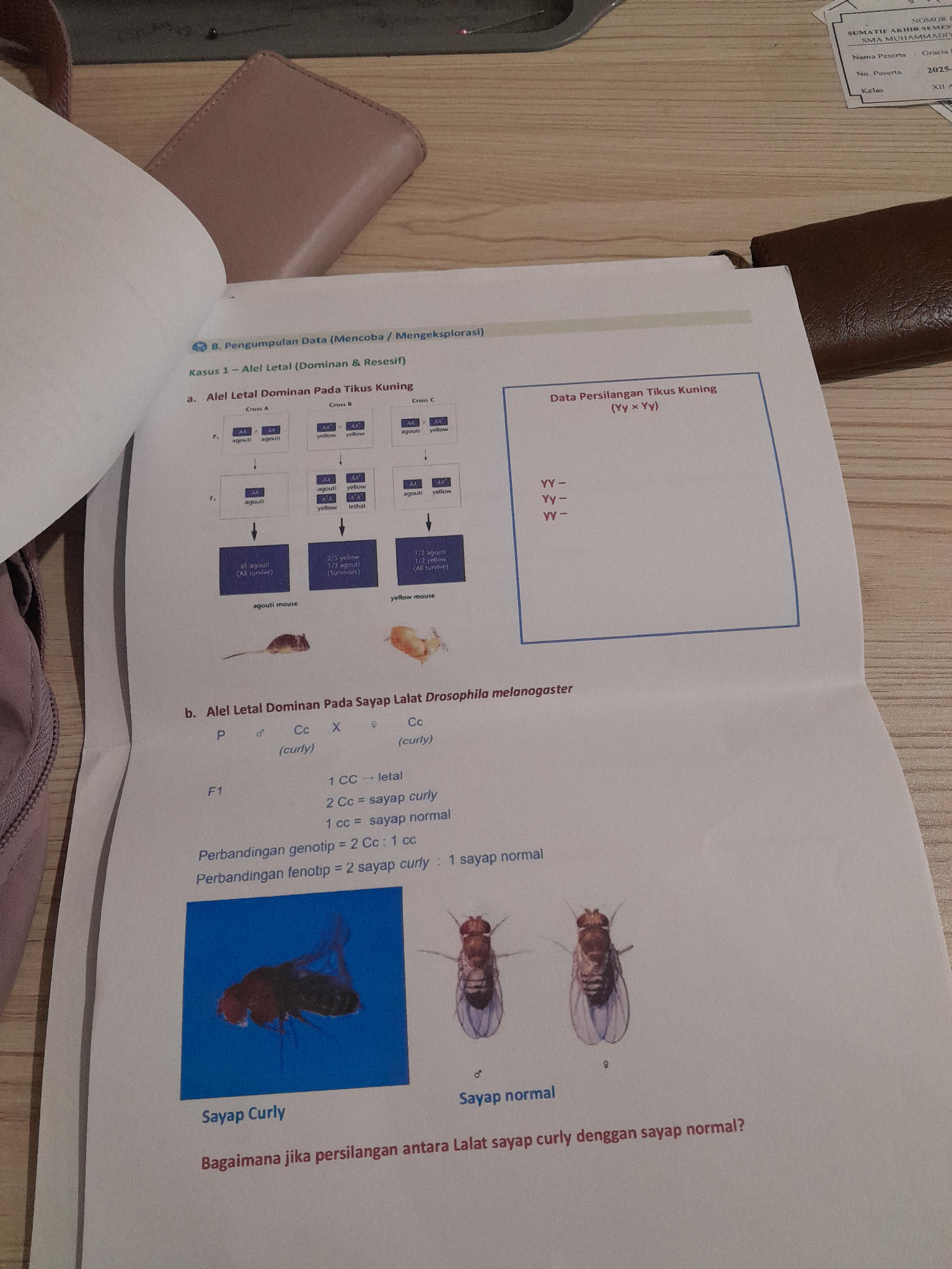 b. Alel Letal Dominan Pada Sayap Lalat | StudyX
