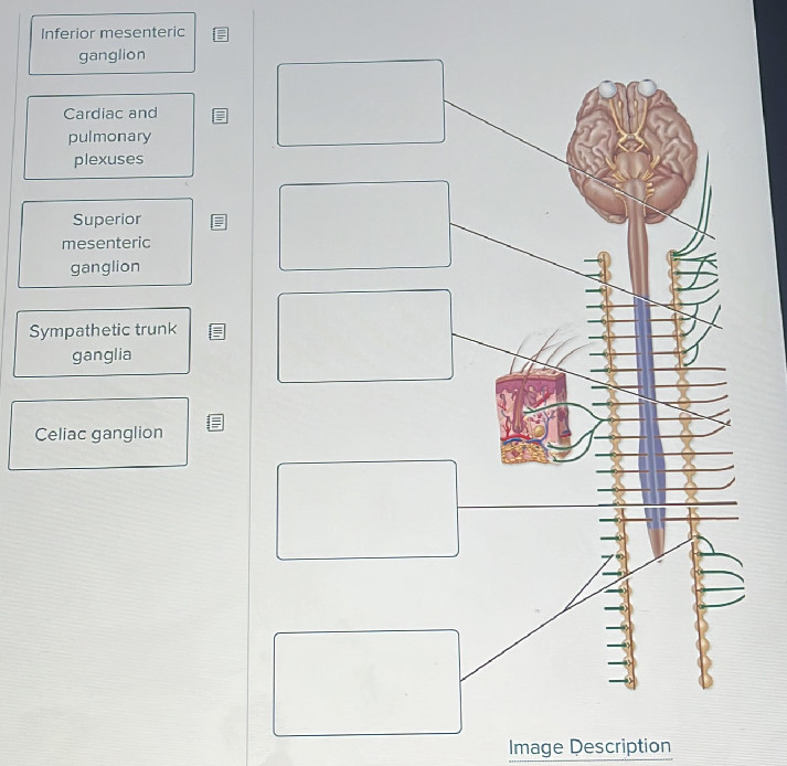 Identify the labeled structures in the | StudyX