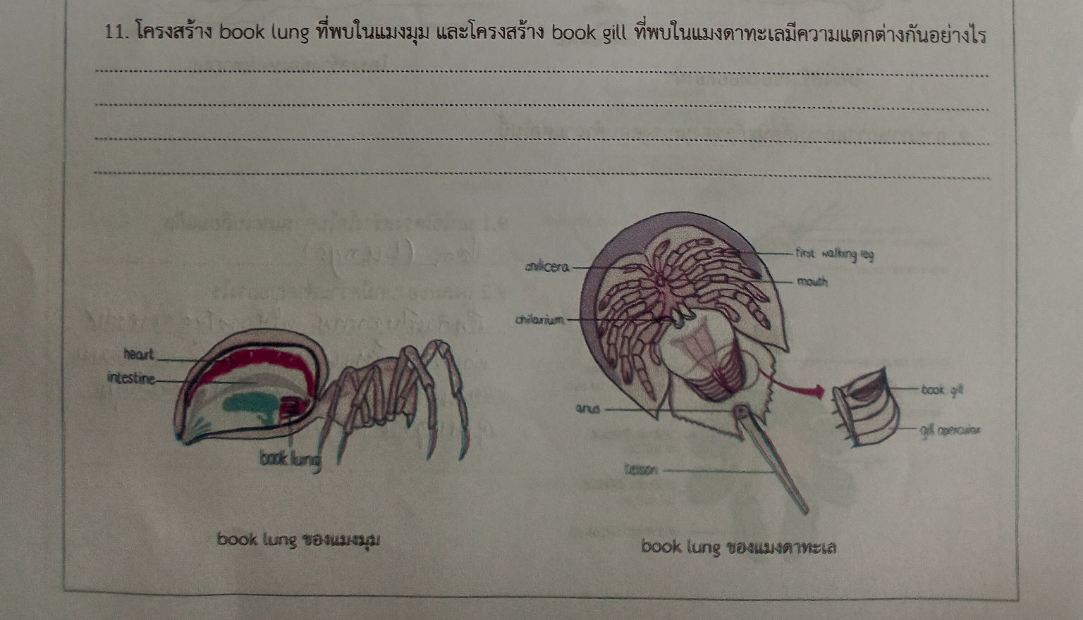11. โครงสร้าง book lung ที่พบในแมงมุม | StudyX