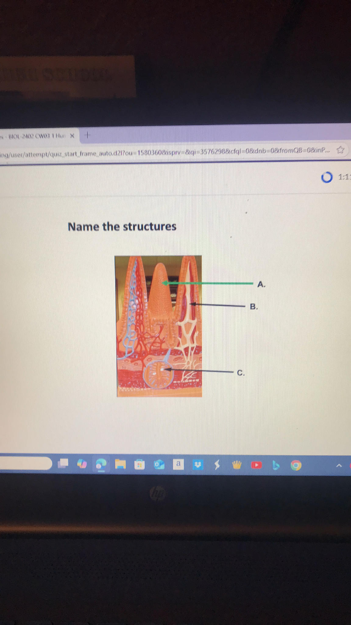 Name the structures [Diagram showing a | StudyX