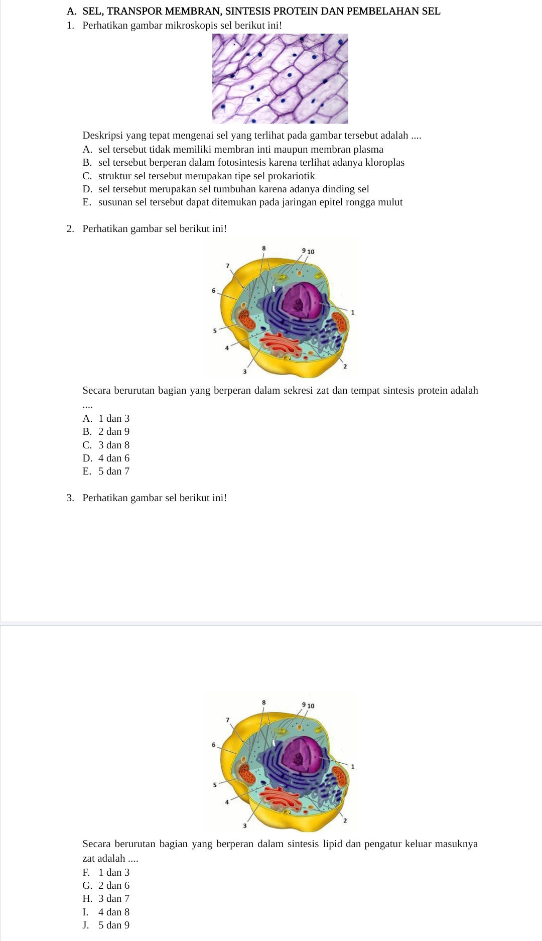 A. SEL, TRANSPOR MEMBRAN, SINTESIS PROTEIN | StudyX