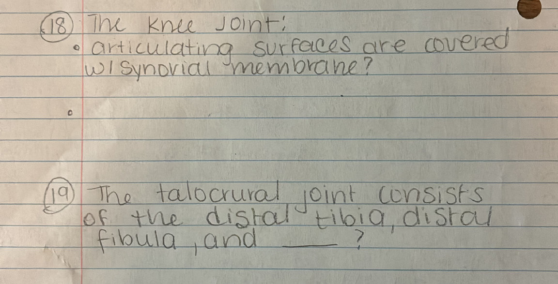 The knee Joint: * articulating surfaces | StudyX