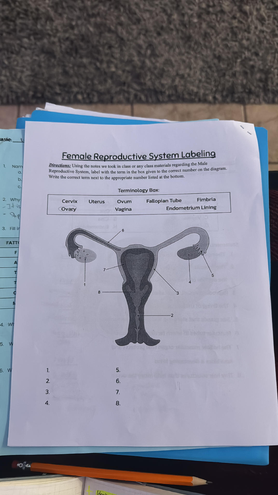 Female Reproductive System Labeling | StudyX