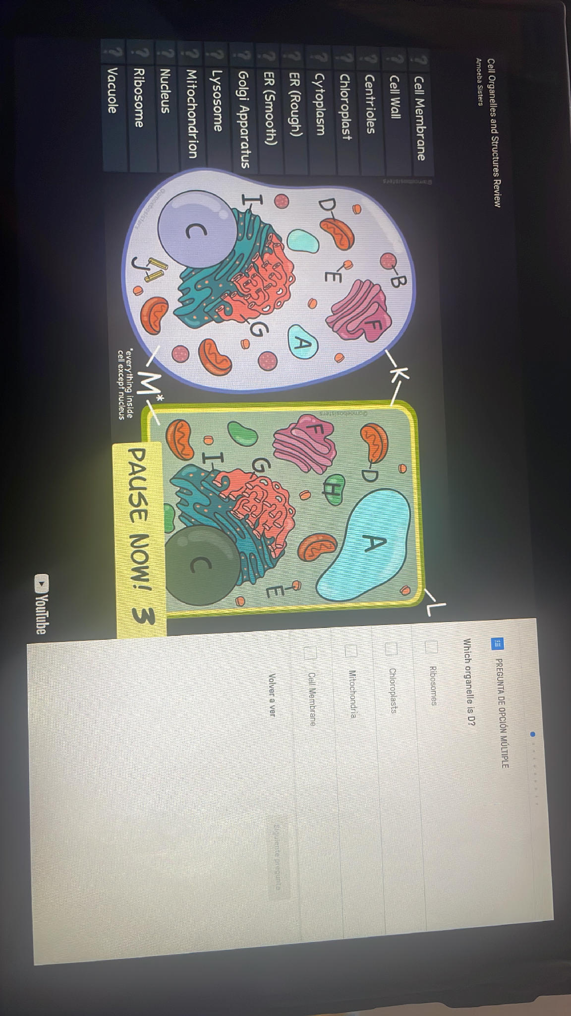 Which organelle is D? Ribosomes | StudyX