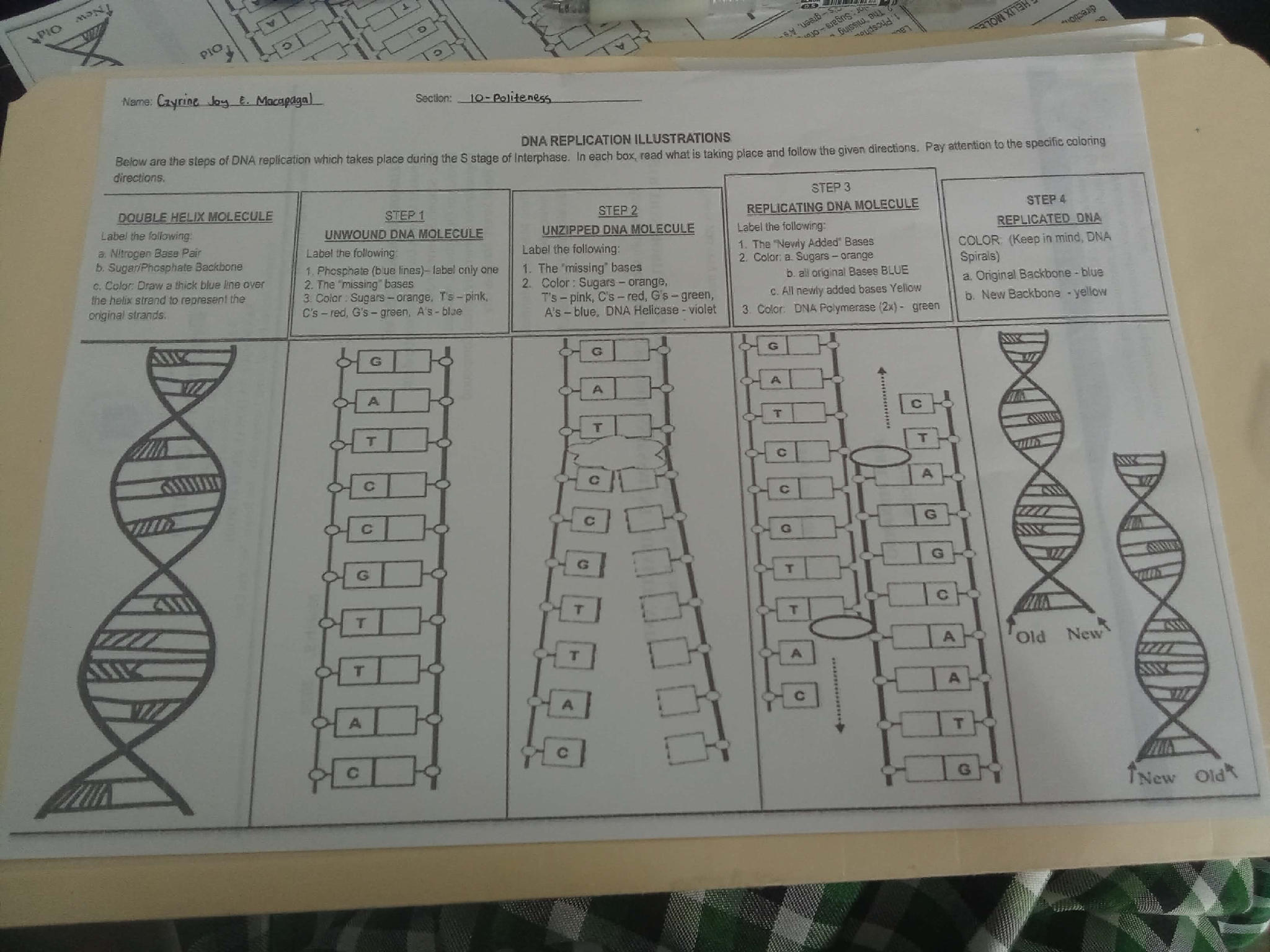 Below are the steps of DNA replication which | StudyX