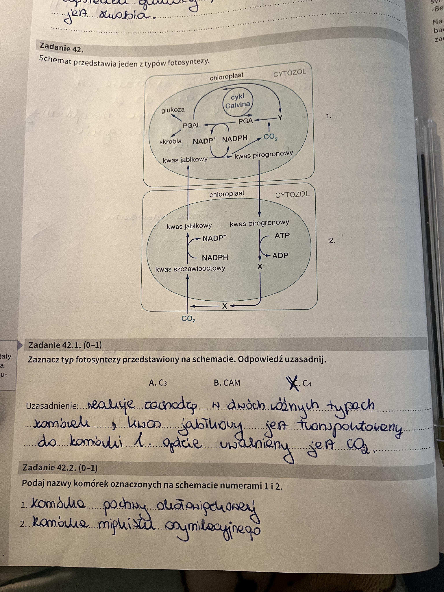 Zadanie 42. Schemat przedstawia jeden z | StudyX