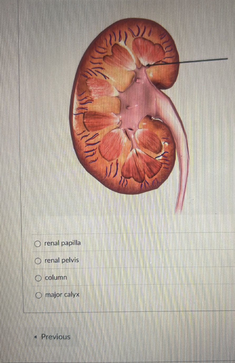 Identify the structure indicated by the