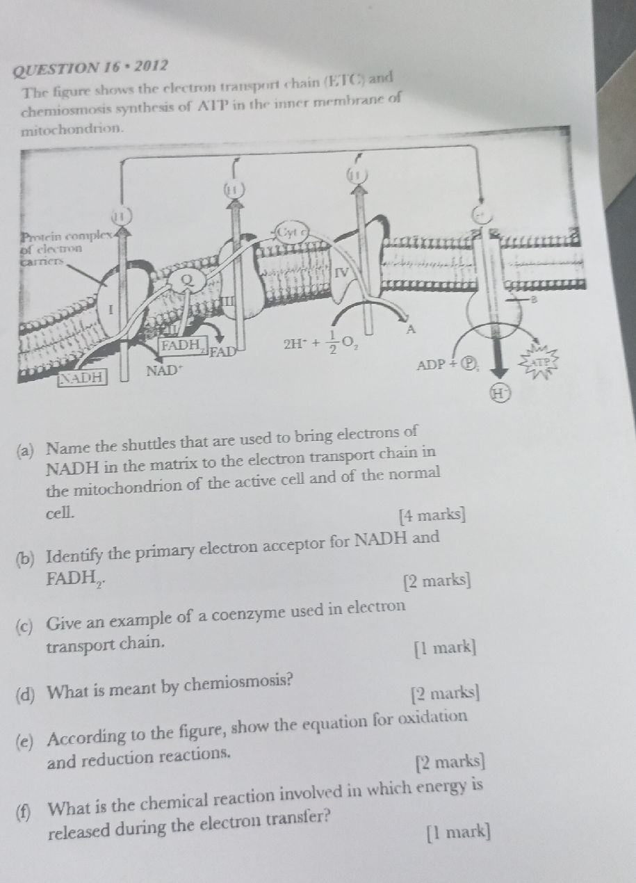 The figure shows the electron transport | StudyX