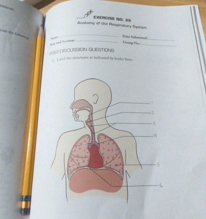 EXERCISE NO 29 Anatomy of the Respiratory | StudyX