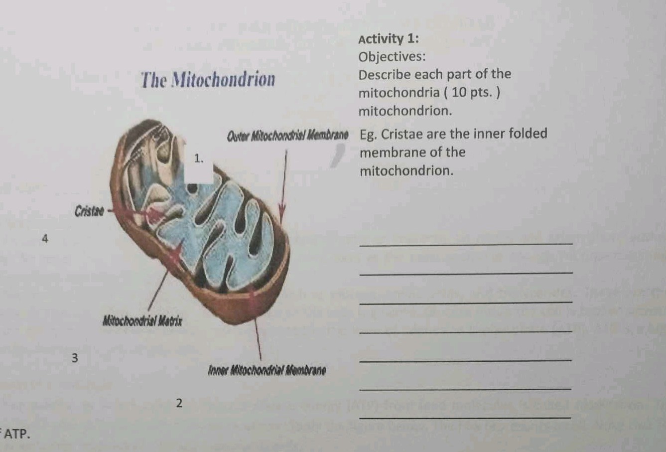 Activity 1 Objectives Describe each part of | StudyX