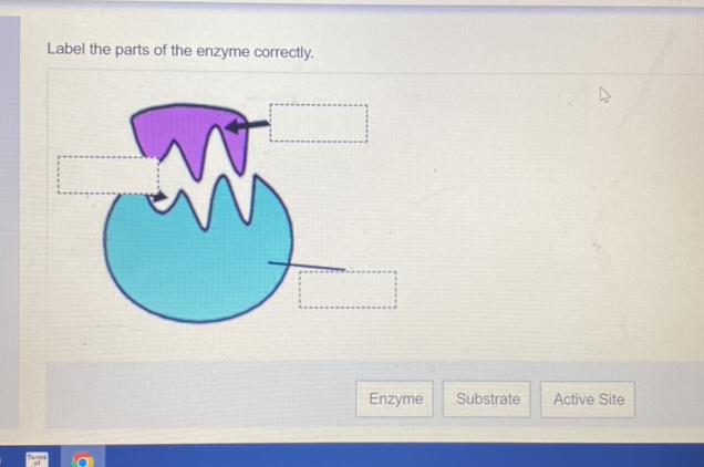 Label the parts of the enzyme correctly | StudyX
