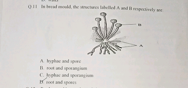 Q 11 In bread mould the structures labelled