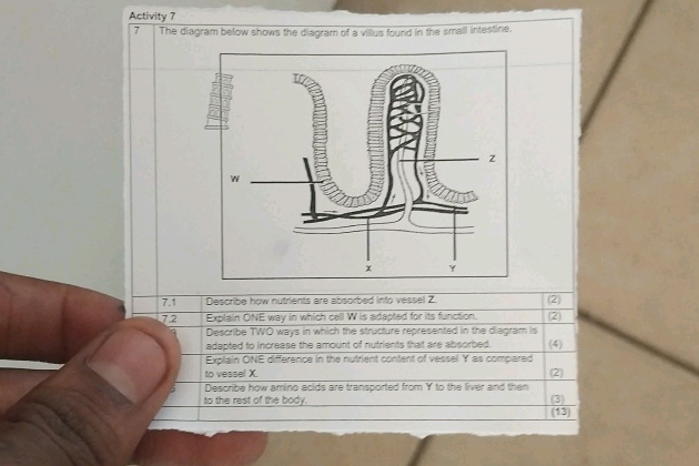 Activity 7 7 The diagram below shows the | StudyX