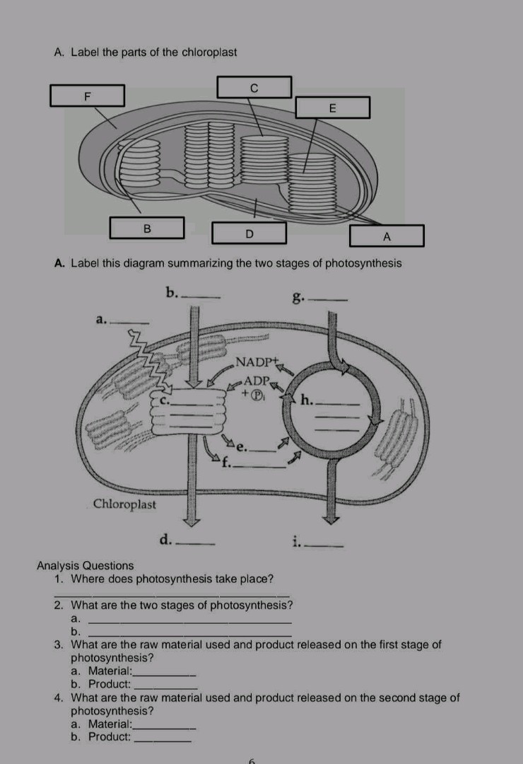 A Label the parts of the chloroplast A | StudyX
