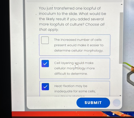 You just transferred one loopful of | StudyX