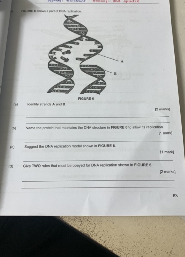 6 FIGURE 6 shows a part of DNA replication | StudyX