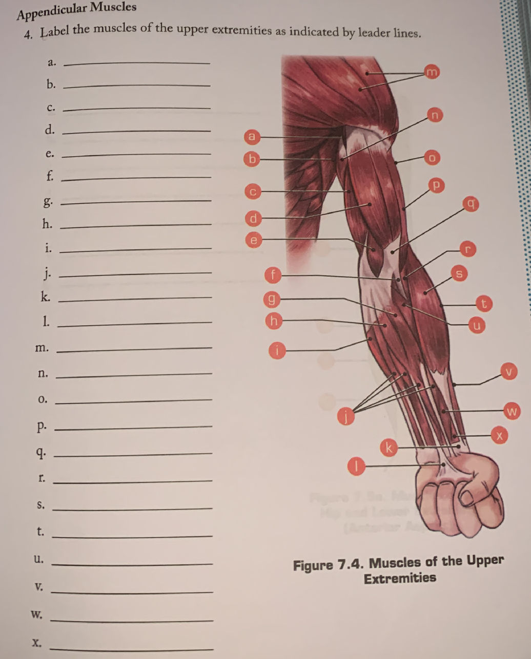 Appendicular Muscles 4. Label the muscles of | StudyX