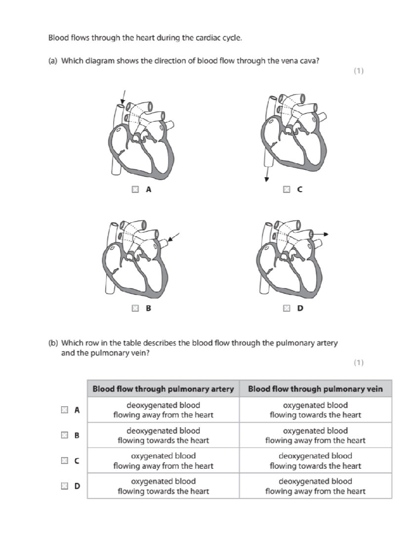 Blood flows through the heart during the | StudyX