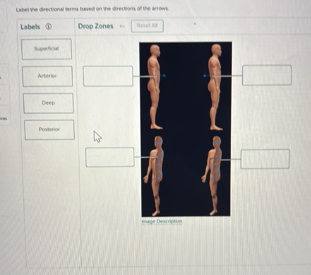 Label the directional terms based on the | StudyX