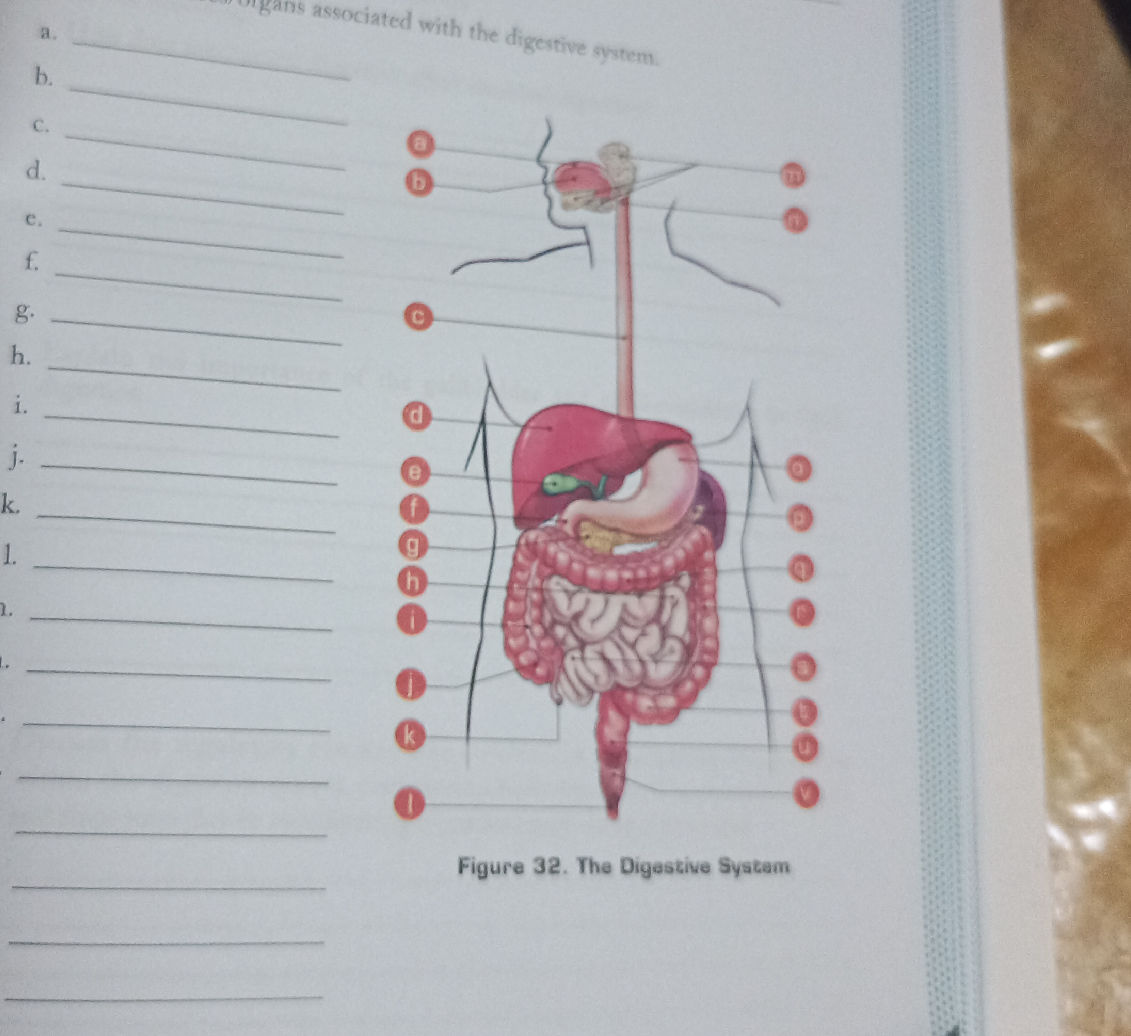 List the organs associated with the | StudyX