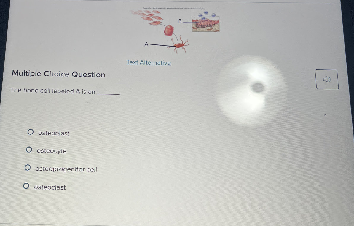 The bone cell labeled A is an O osteoblast | StudyX