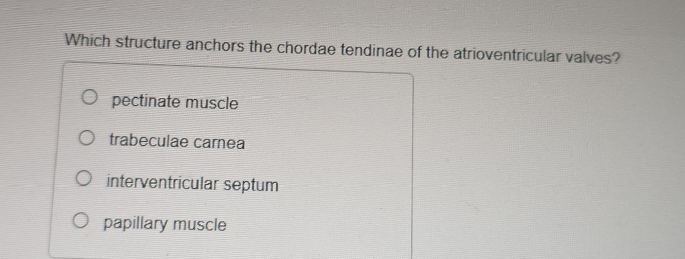 Which structure anchors the chordae tendinae | StudyX