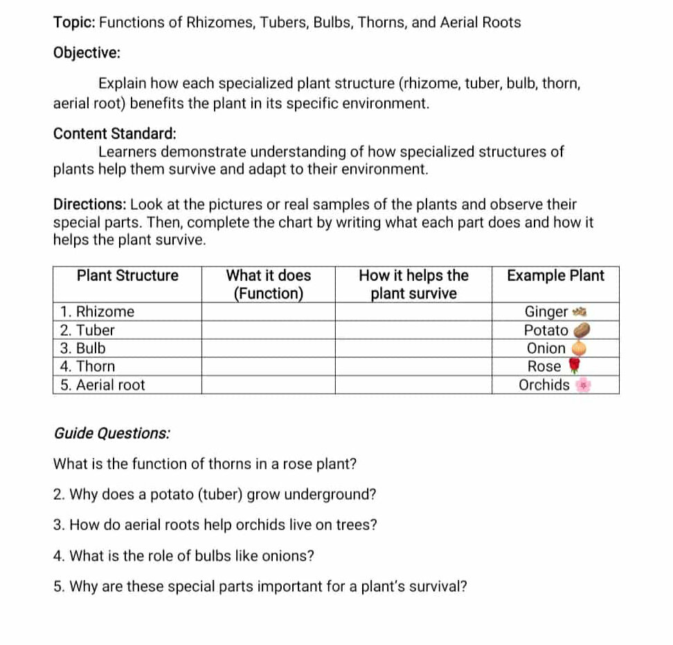 Topic: Functions of Rhizomes, Tubers, Bulbs, | StudyX