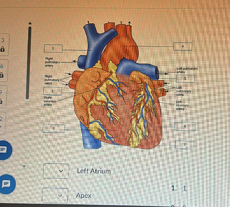 Identify the structures labeled 1 through 7 | StudyX