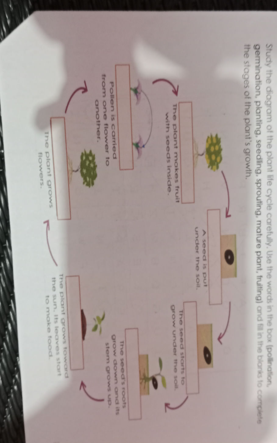 Study the diagram of the plant life cycle | StudyX