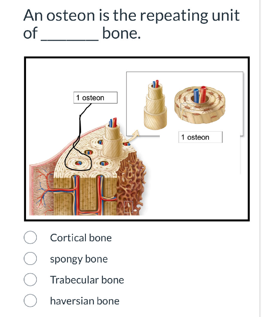An osteon is the repeating unit of ______ | StudyX