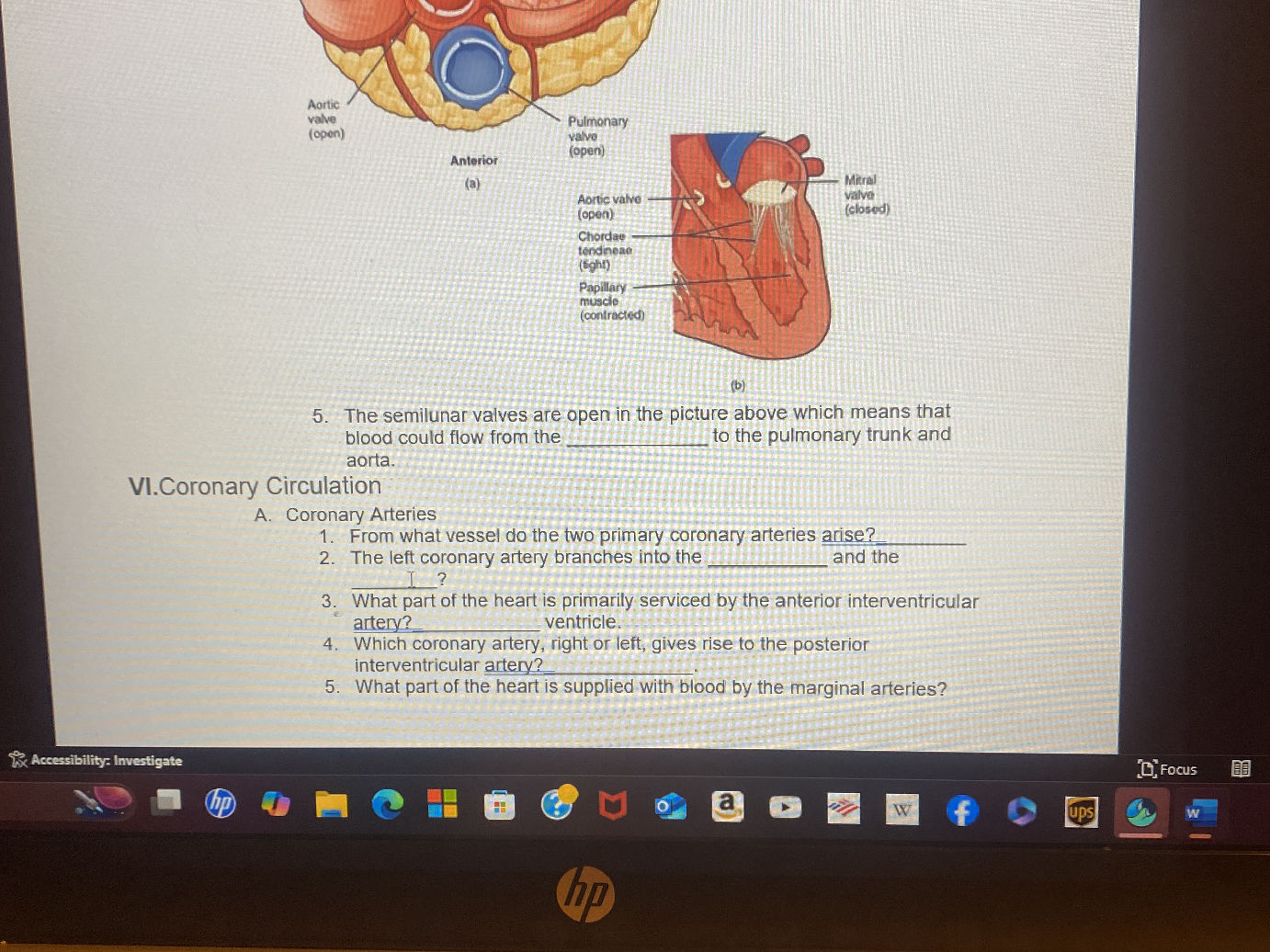 5. The semilunar valves are open in the | StudyX