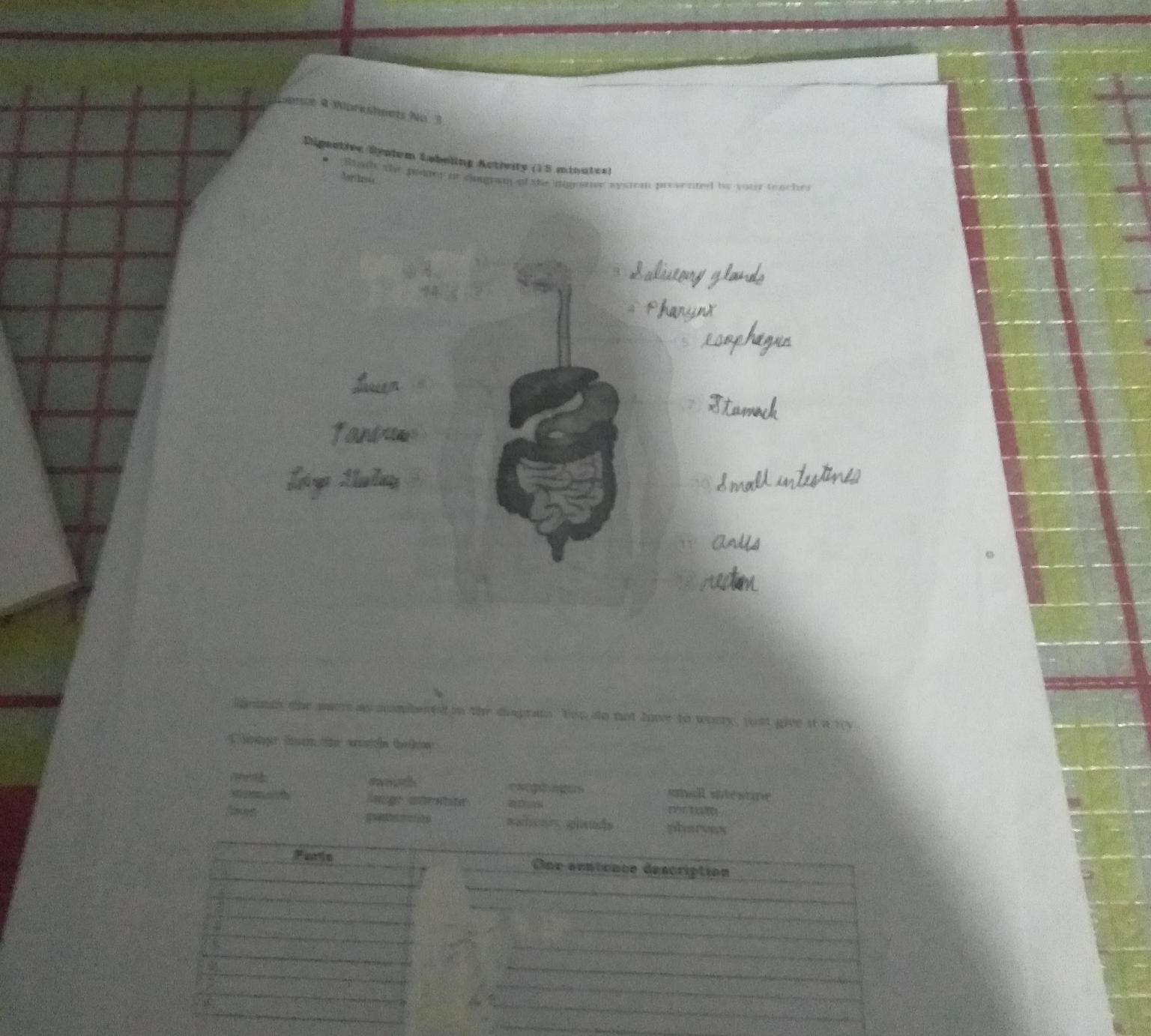 Worksheets No. 3 Digestive System Labeling | StudyX