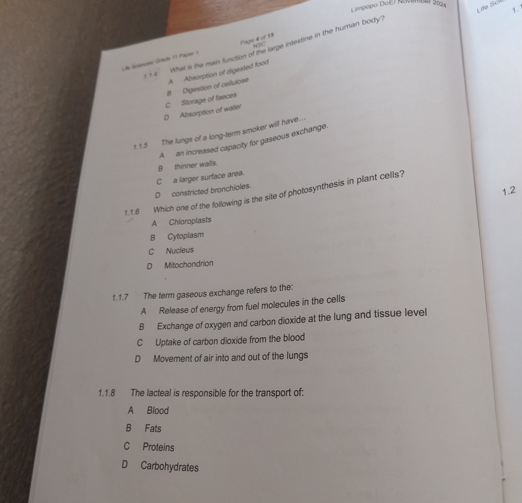 What is the main function of the large | StudyX
