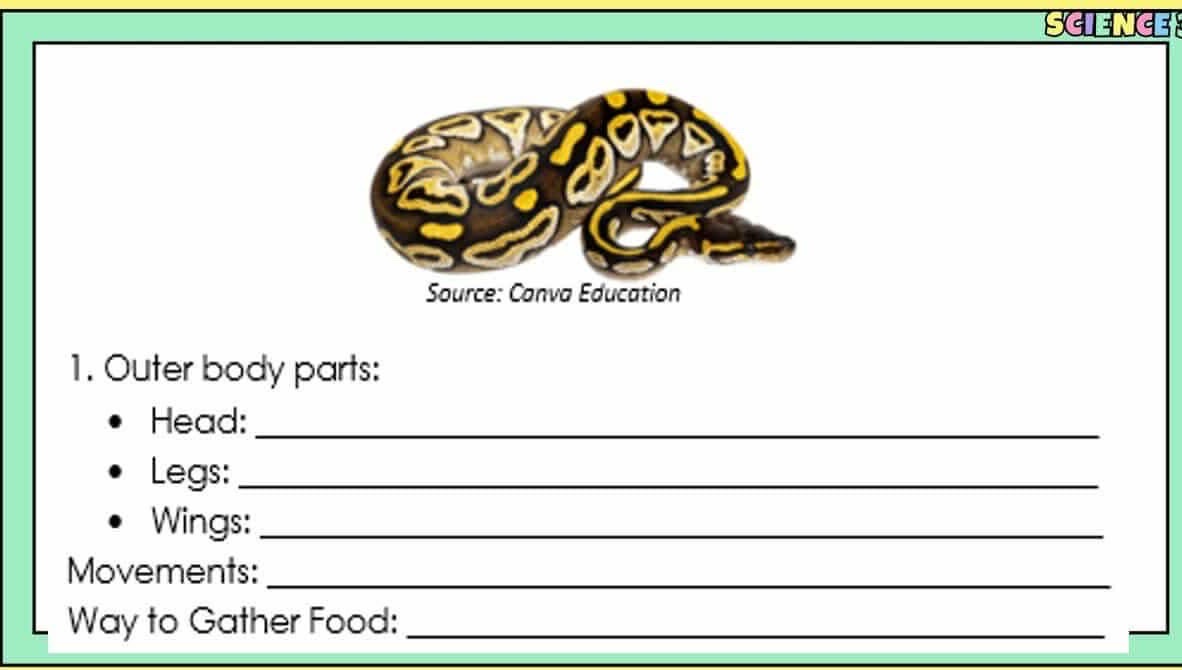 1. Outer body parts: * Head: * Legs: * | StudyX