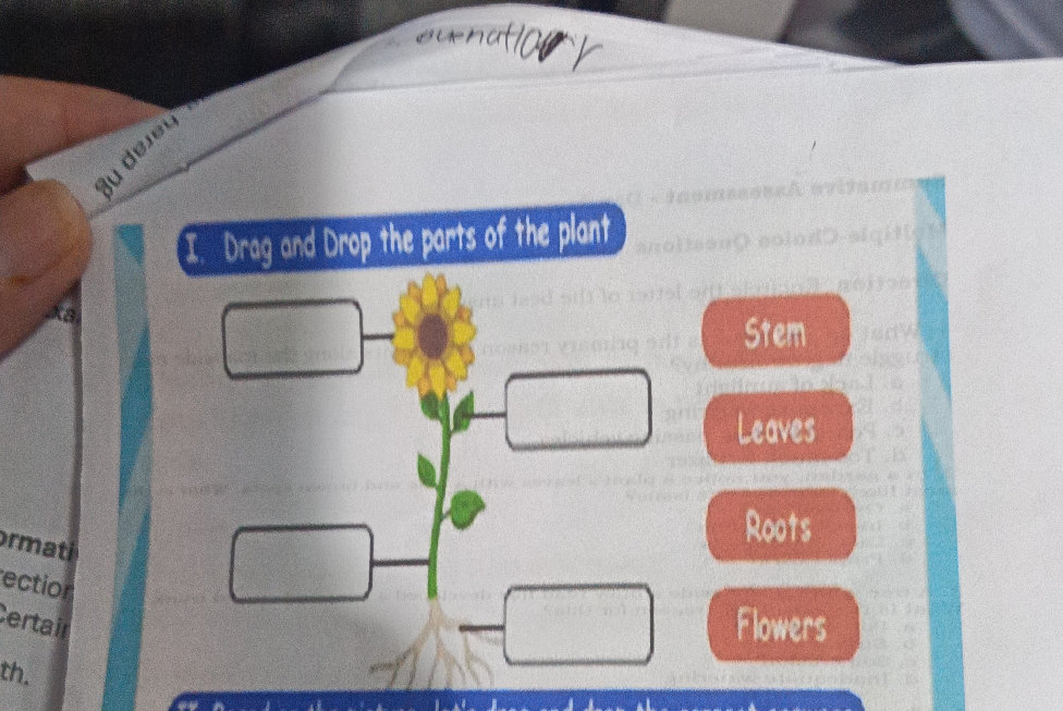 I. Drag and Drop the parts of the plant | StudyX
